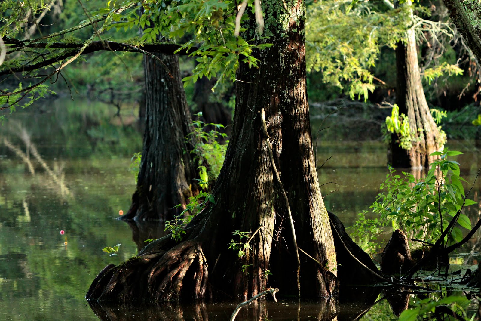 Kyle Spradley Photography Blog: Mingo National Wildlife Refuge