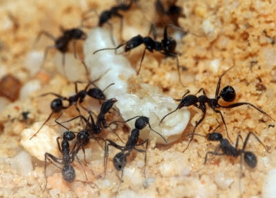 L'alimentació - El Món de les Formigues