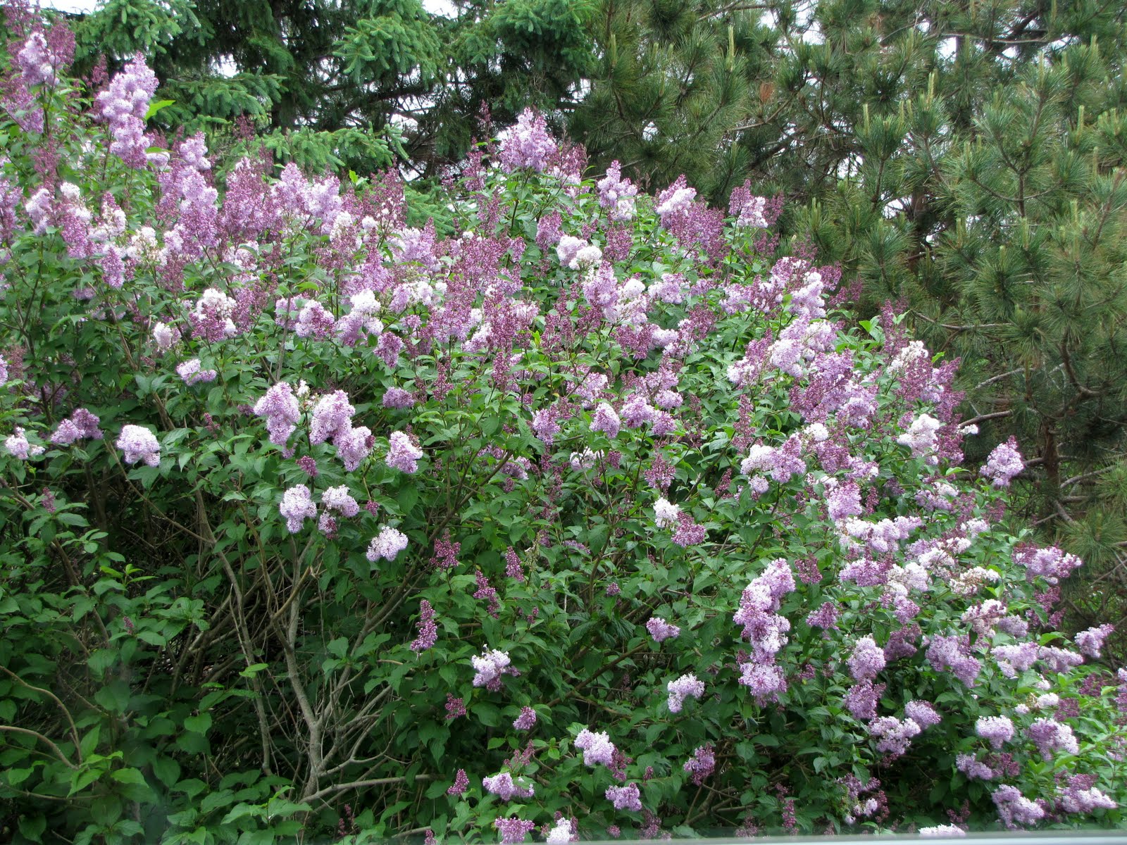 FEARLESS NESTING: Late-Blooming Lilacs