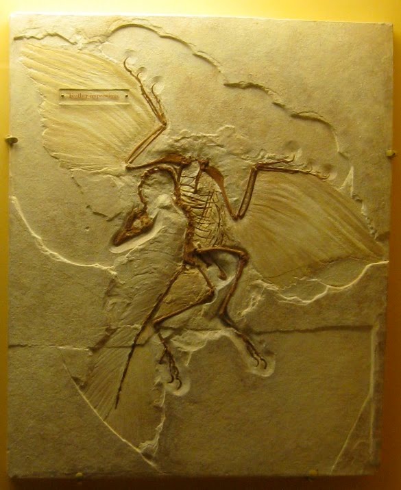 randuwa: Smithsonian Museum of Natural History View #4: The Hall of ...