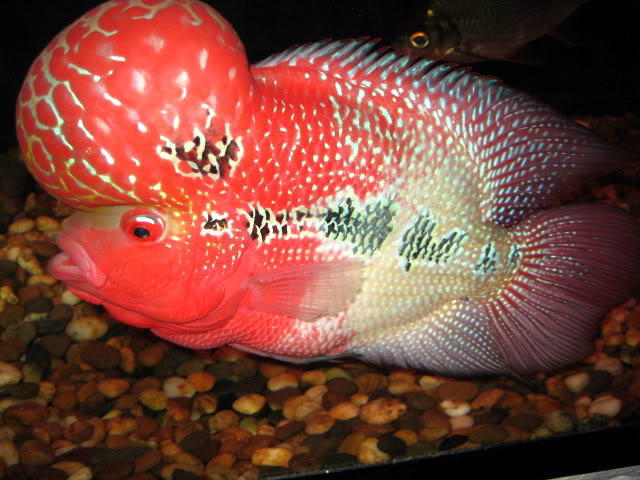 pet fish: beauty of Lohan fish