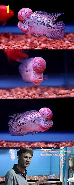 Flowerhorn Fish Craze: 5 Ways To Differentiate Between A Kamfa and Zz?