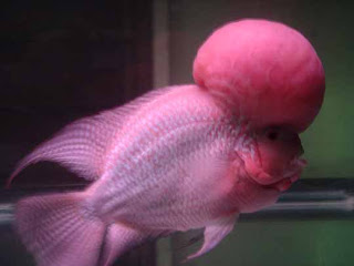 WATER KOK AND HARD KOK | MonsterFishKeepers.com