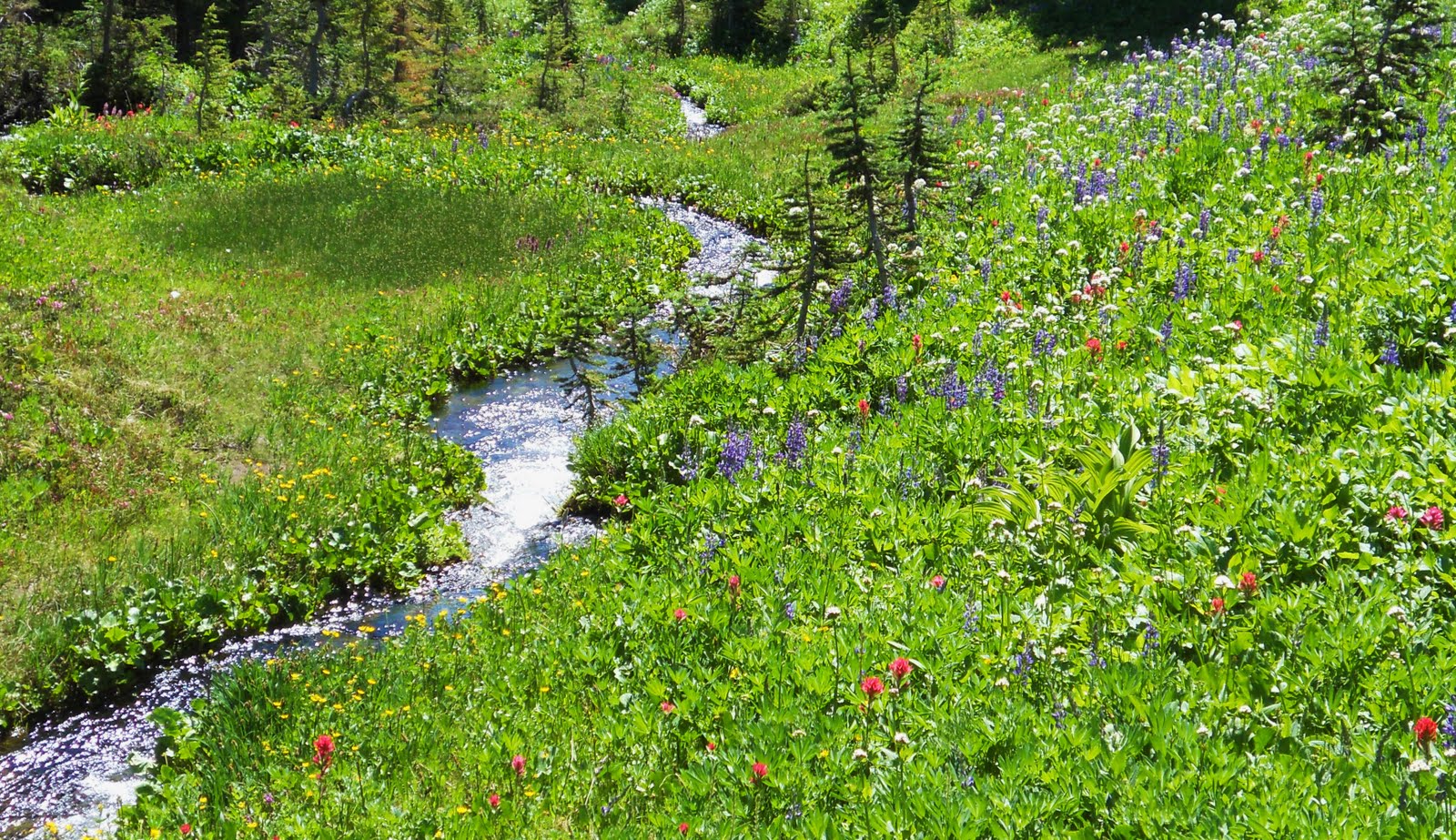 CarpeSummer: Perfect Day in Bird Creek Meadows