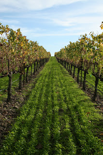Running with Longlegs: Napa Colors