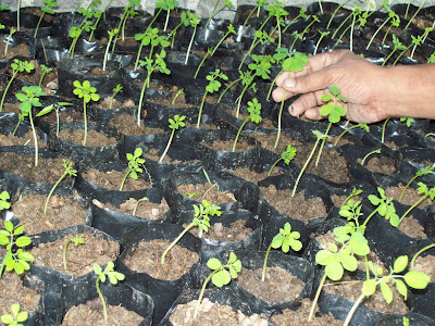 Malunggay or Moringa ... we sell organic seedlings in large volume ...