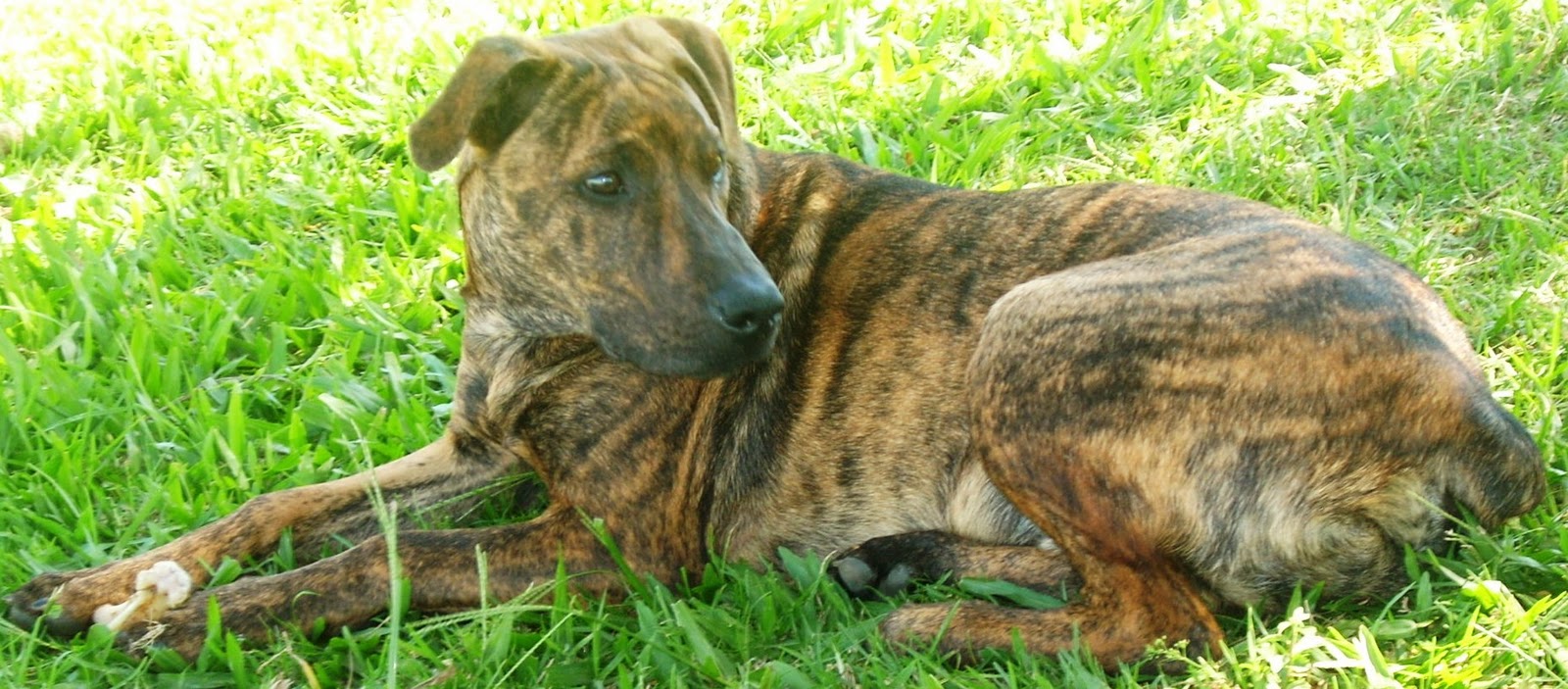 A Hora do Mate: Cimarron, mais que uma raça é tradicional assim como o ...