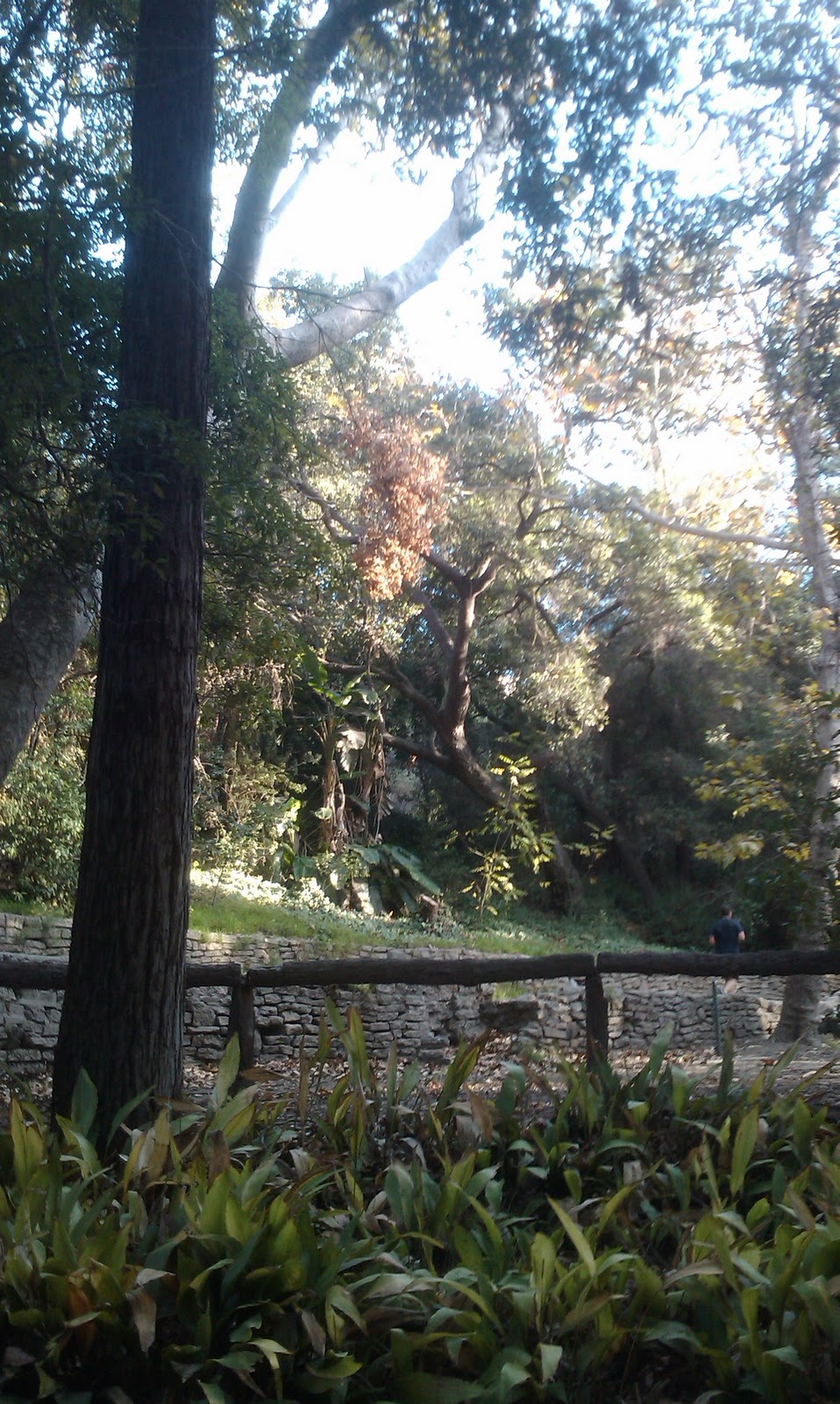 Wandering In LA: Griffith Park: Fern Dell