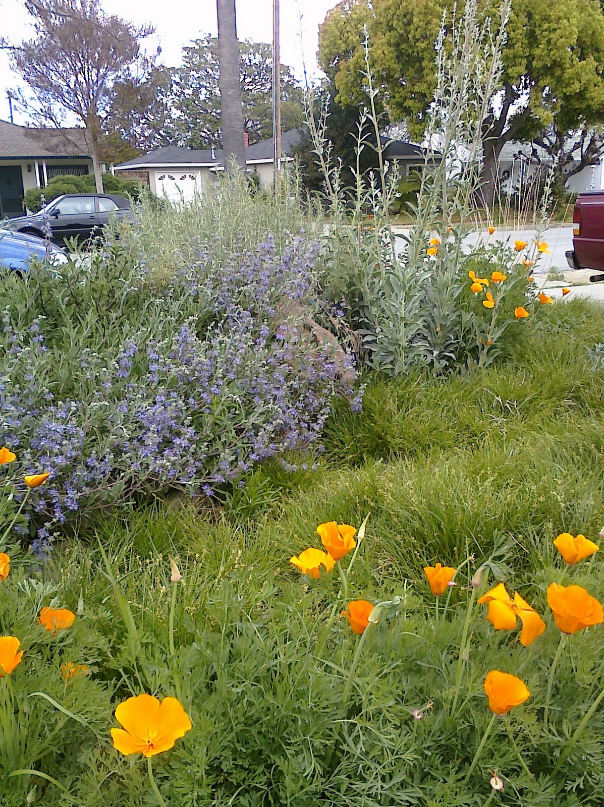 Plant Native Designs: Native Rain Garden : Sunnyvale, Ca.