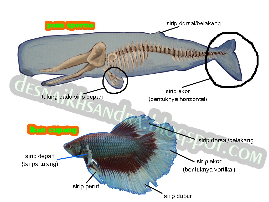 Dhezna World: Kenapa Paus Bukan Ikan?