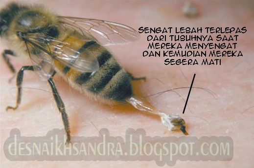 Mau Tau Beda Tawon Dan Lebah | Dunia Islami.Com