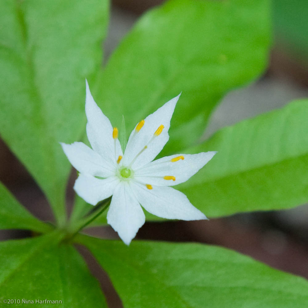 Nature remains.: Pure Michigan