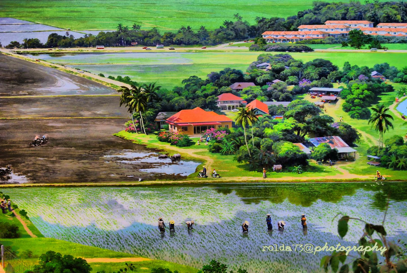 .: keindahan visual sawah padi di kedah