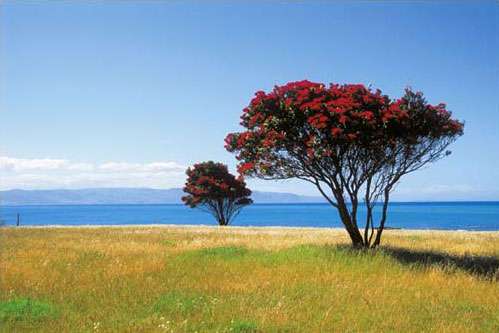 The Pohutukawa Tree: basic facts about pohutukawa