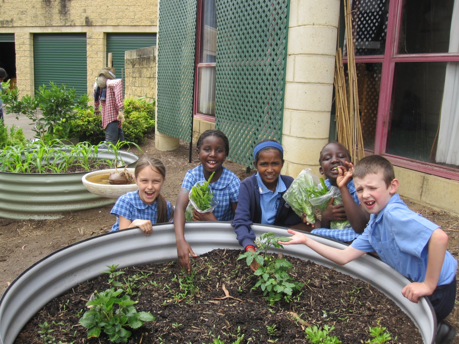 Kitchen Gardens in Schools: St Pat's Kitchen Garden
