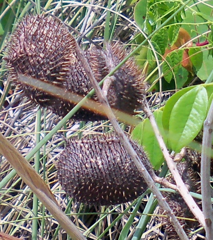 Southwest Florida Shoreline Studies: Found on South Lido bayside beach ...