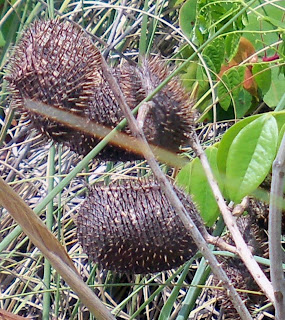 Southwest Florida Shoreline Studies: Found on South Lido bayside beach ...