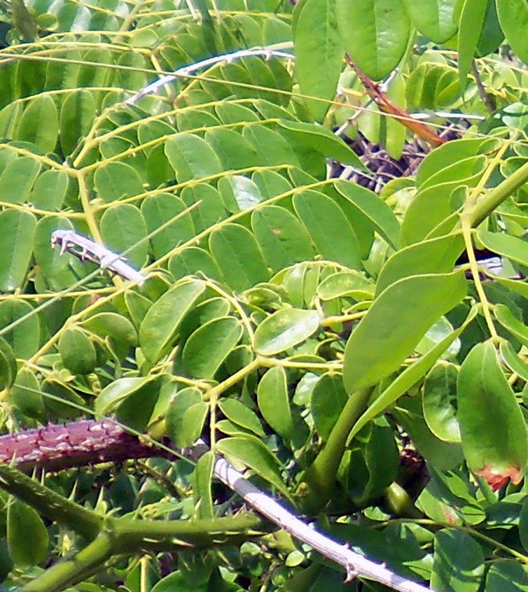 Southwest Florida Shoreline Studies: Found on South Lido bayside beach ...