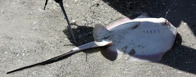 Southwest Florida Shoreline Studies: Florida Stingray