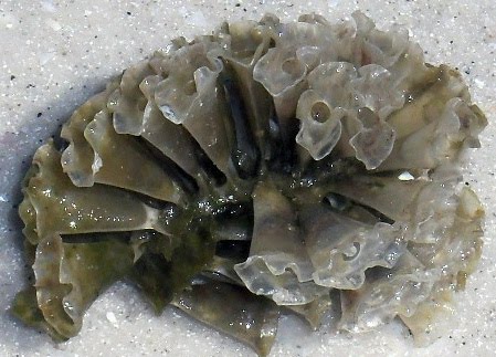 Southwest Florida Shoreline Studies: Tulip Snail Egg Cases
