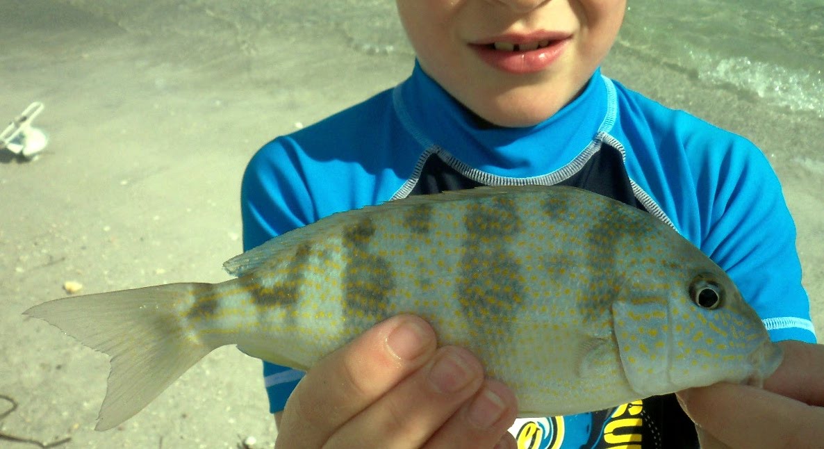 Southwest Florida Shoreline Studies: Sand Perch