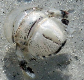 Southwest Florida Shoreline Studies: Mole Crab
