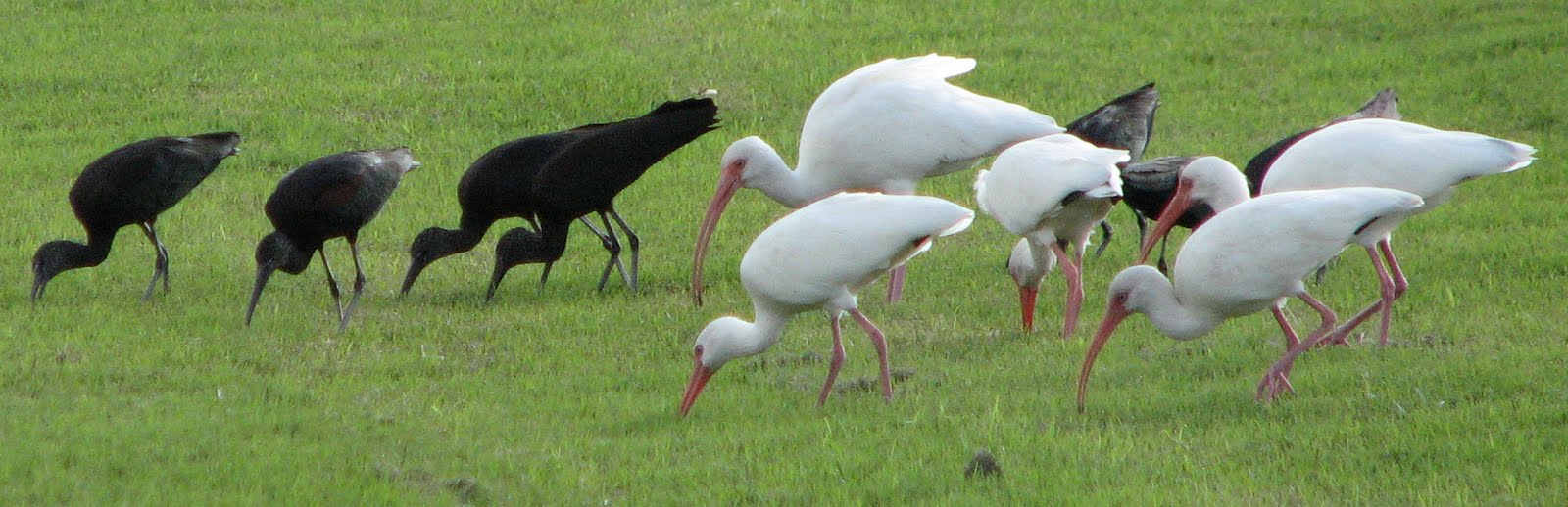 Southwest Florida Shoreline Studies: Glossy Ibis