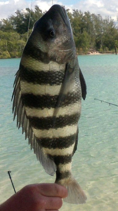 Southwest Florida Shoreline Studies: Sand Perch