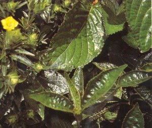 KEJI BELING DAN KHASIATNYA | Tips Petani