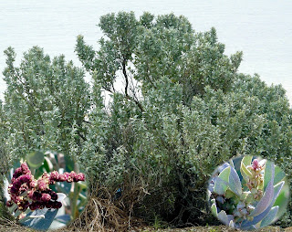 Nature of ''my backyard'': 2010-07-18