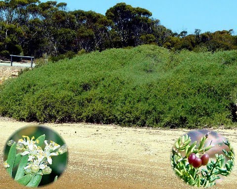 Nature of ''my backyard'': 2010-08-22