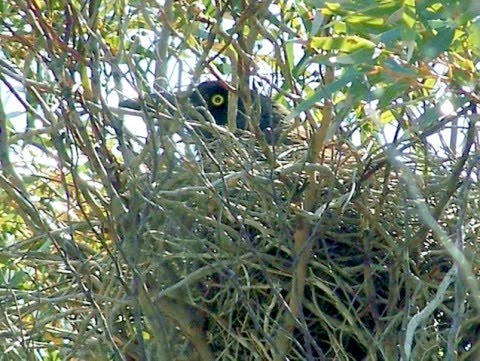 Nature of ''my backyard''