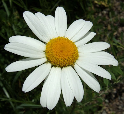 Stratagemme la Vie !!: Conter fleurette...