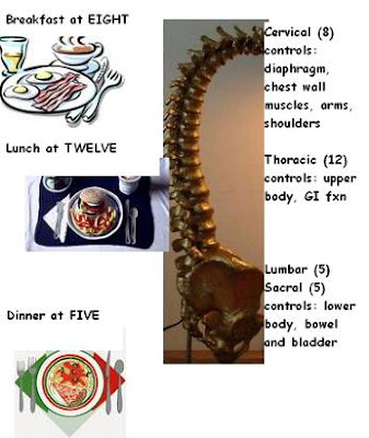Mnemonic Series No. 15: SCI and Levels of Spine Nerves :: Nurse's Thoughts