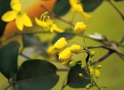 ASEAN CORNER: ASEAN National Flowers (Part 2)