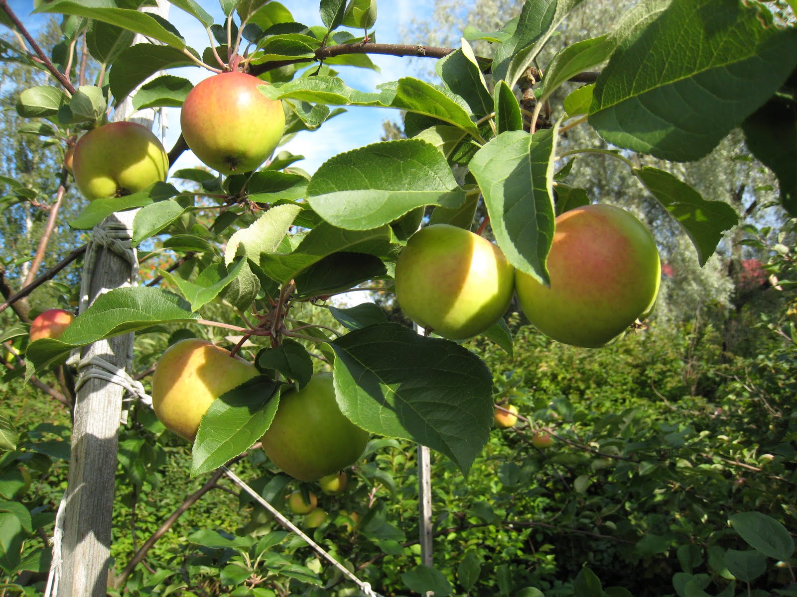 Karppaus ja perhe: Omenapuita Oulussa