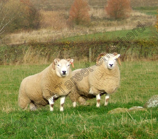 Shepherd's blog: Tups in Tarset