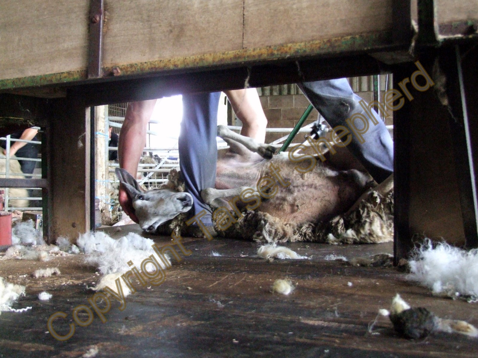 Shepherd's blog: Shearing - or not?