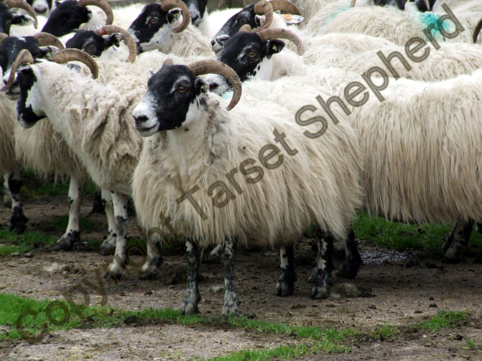 Shepherd's blog: July 2010
