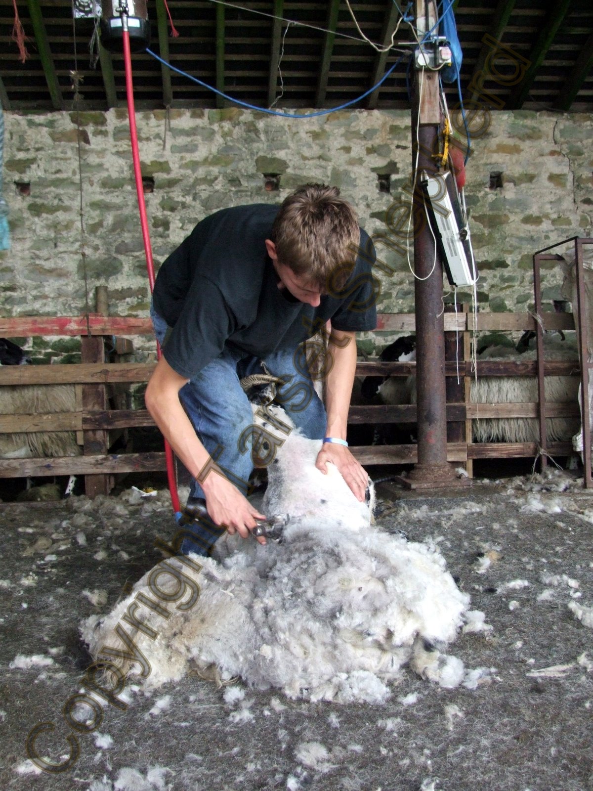 Shepherd's blog: July 2010