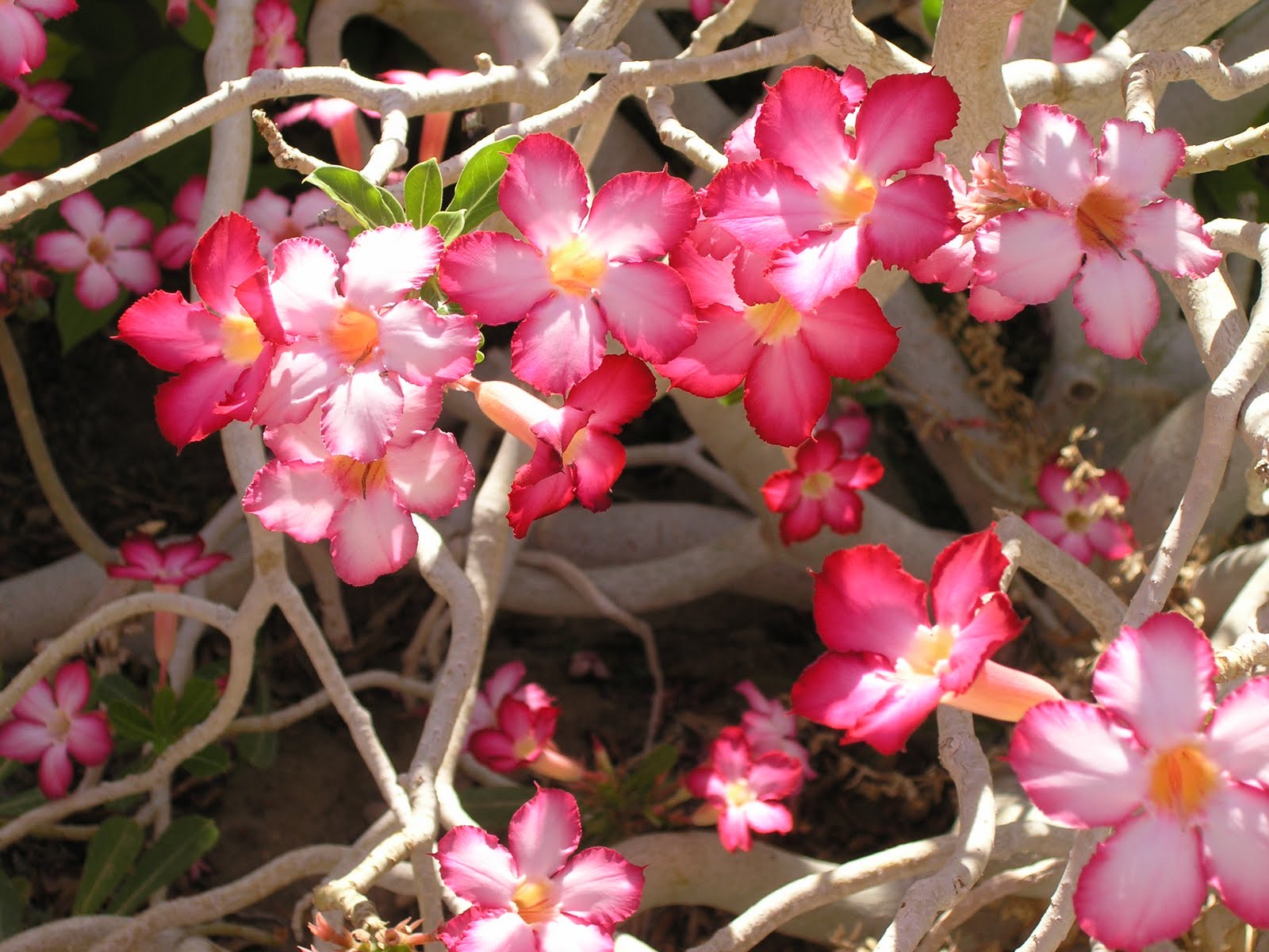 Israel May 2010: May 13, The Dead Sea and Ein Gedi Spa