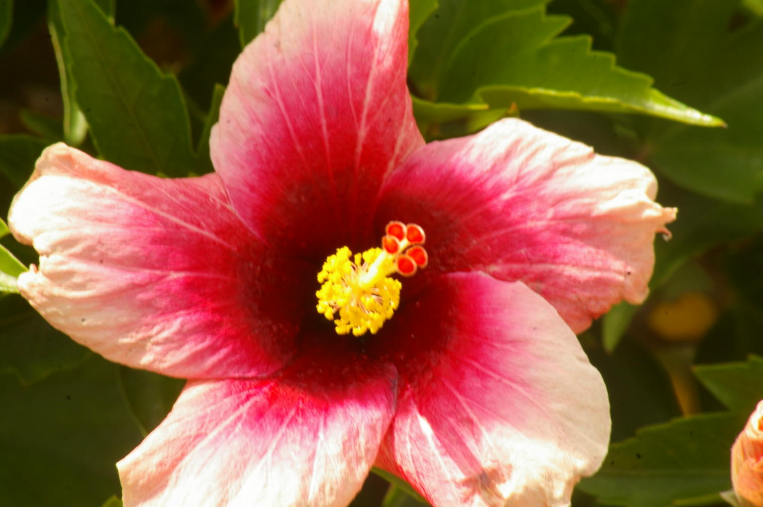 PBU in Panama 2011: Panama City and Canal