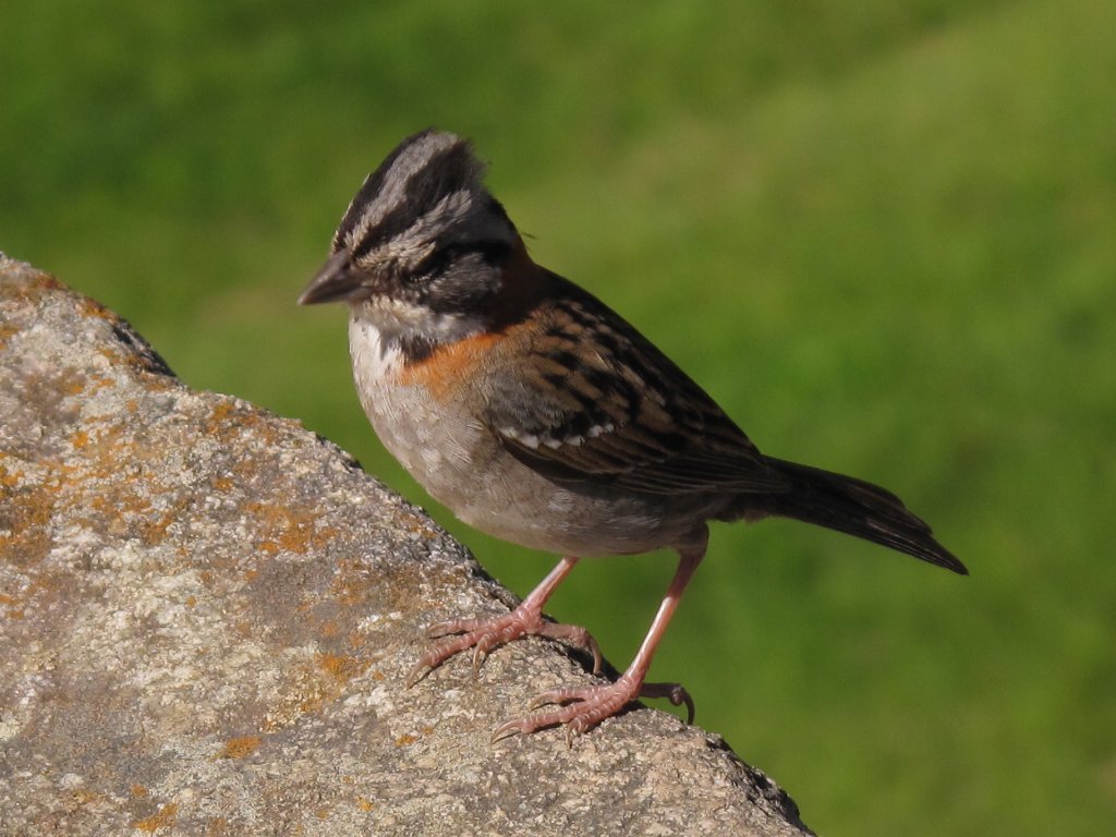 GnTnZ's Big Adventure: Photos Of Machu Picchu, Peru: Animals