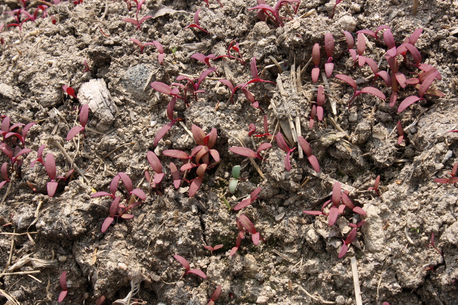 The Absinthe Fairy: The Martian Red Weed
