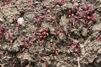 The Absinthe Fairy: The Martian Red Weed