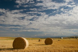 the best damn thing: The Great Lakes - St. Lawrence Lowland