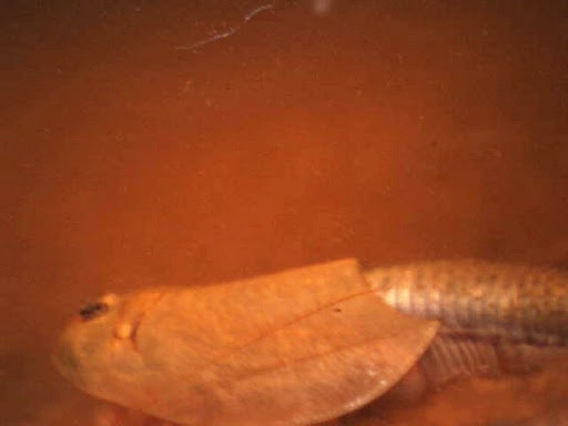 Home Biology: Triops!