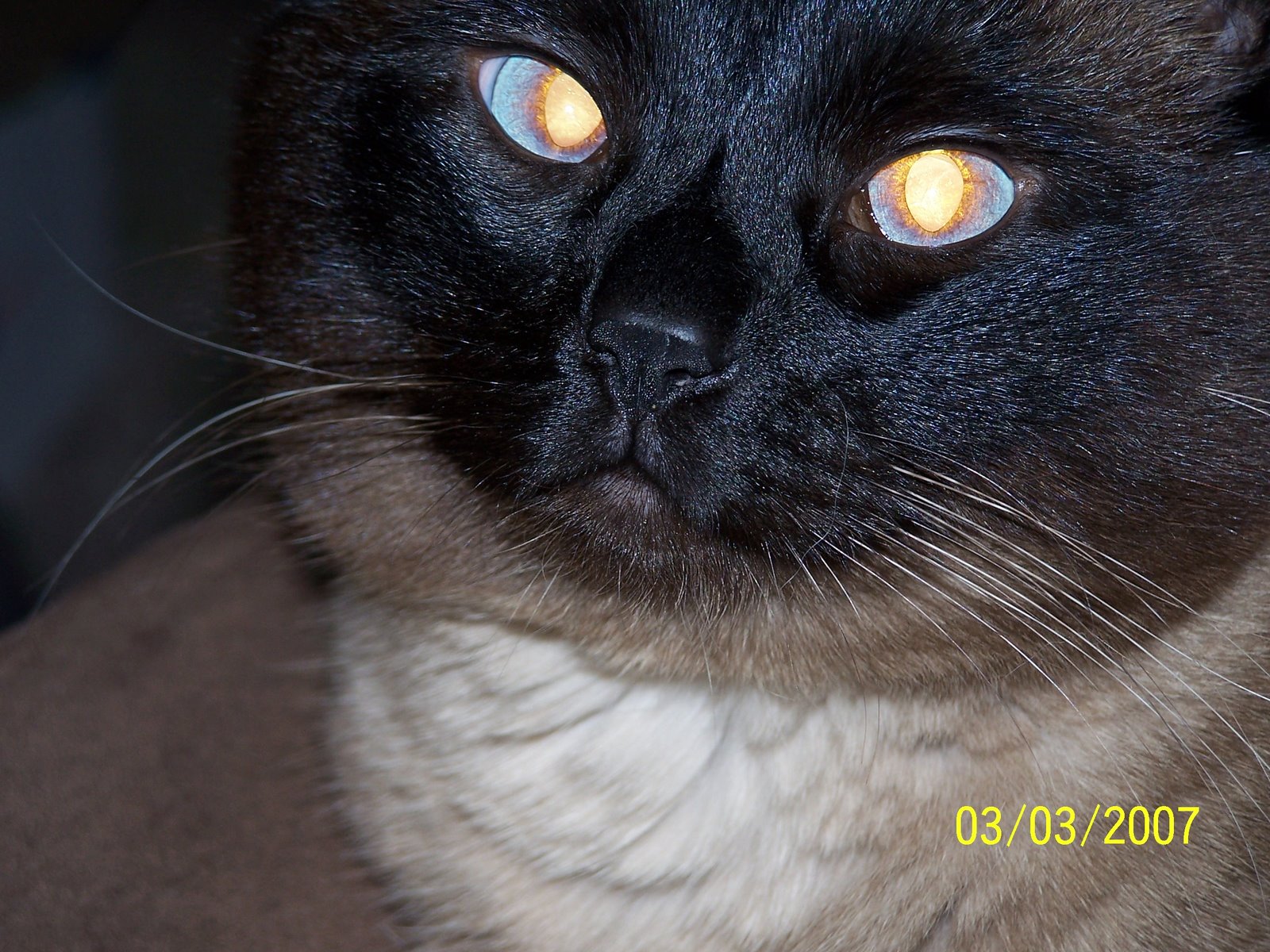 Meezer Tails: Sammy Meezer