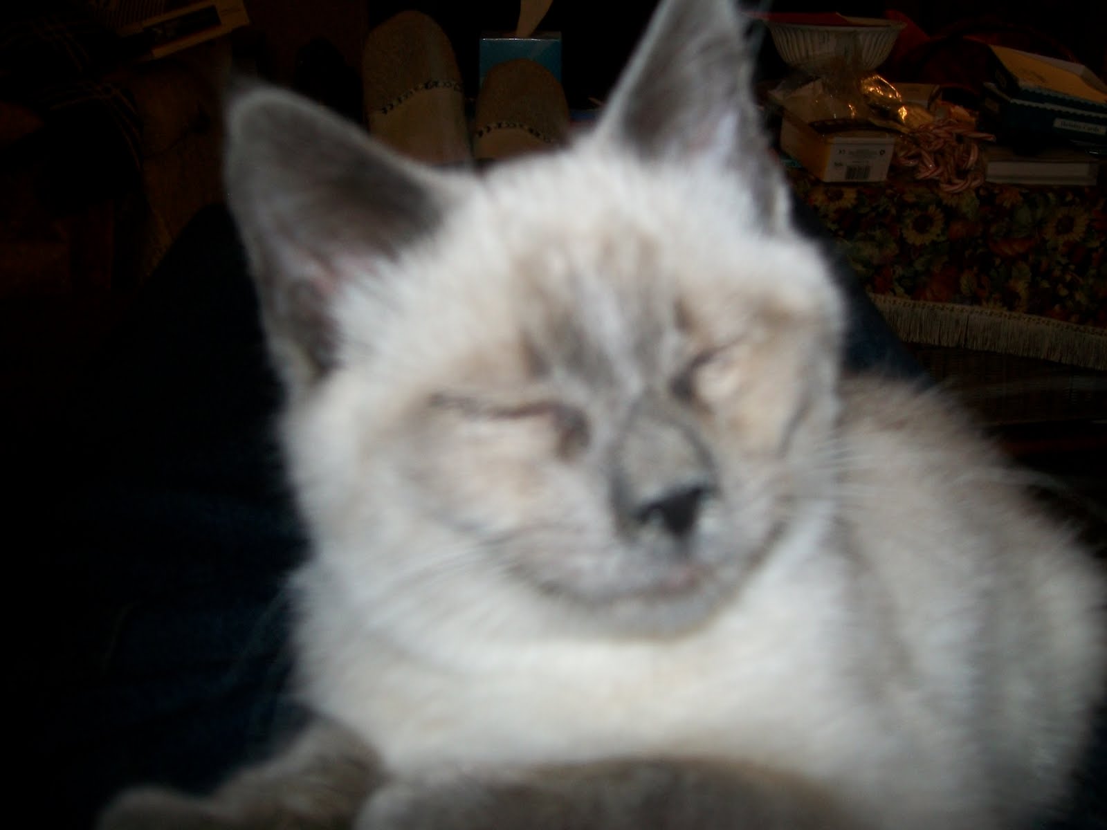 Meezer Tails: Nicholas Meezer