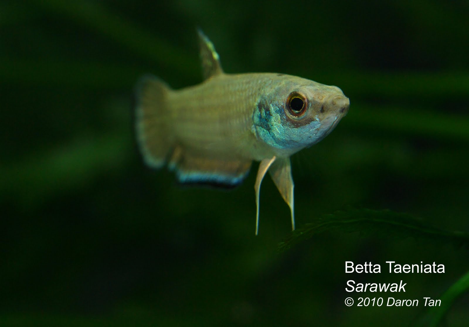 Borneo Echo Streams: April 2010